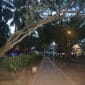 Parque del Perro Cali | Historia, ubicación y qué hacer
