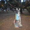 Parque del Perro Cali | Historia, ubicación y qué hacer