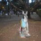 Parque del Perro Cali | Historia, ubicación y qué hacer